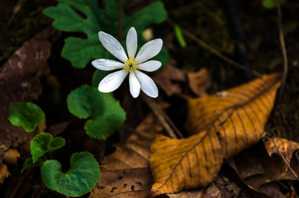 Blood Root | Shutterbug